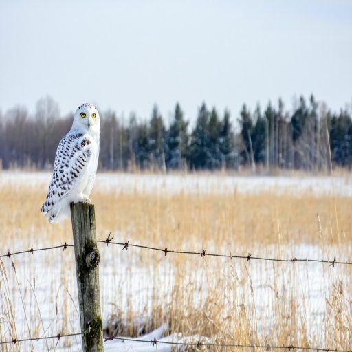Habitat of The Snowy Owl: From Arctic Tundra to Southern Winter Grounds