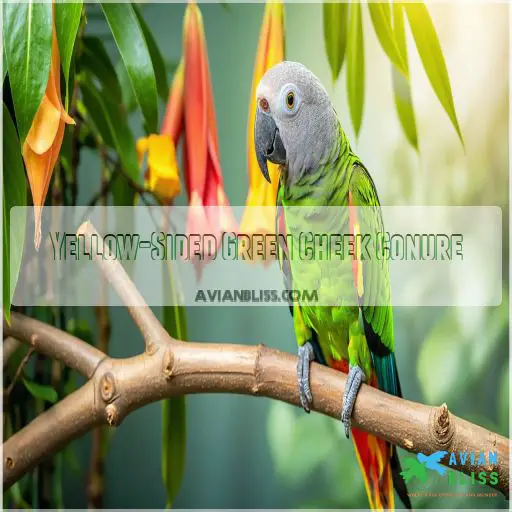 Green Cheeked Conure: 10 Must-Know Facts Before Bringing One Home