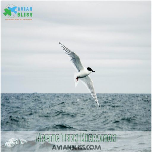 Best Bird Migration Routes: Flyways, Conservation, and Migration Patterns