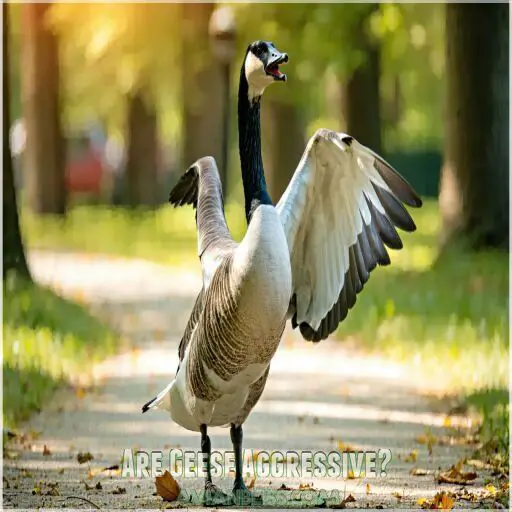 Are Geese Aggressive? Beware