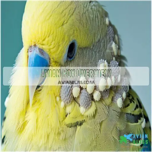 Avian Pox Symptoms & Treatment Budgies