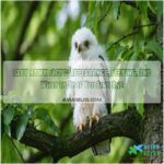 Baby Hawk Facts: Appearance, Feeding, and What to Do if You Find One