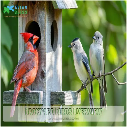 Identify Backyard Birds Eastern US: Your Guide to Common Feathered Friends