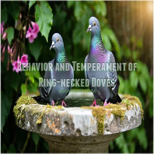 Ringneck Dove Care, Behavior, Diet, Housing & Health Tips for Owners