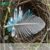 Unusual Bird Facts You Won't Believe