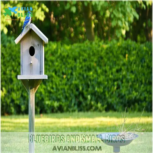 Bird House Installation Guide: Tips for Safe Placement & Attracting Birds
