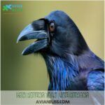 Can Raven Talk Like Humans?