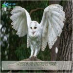 Featherless Owls: What They Look Like and Why They Lose Their Feathers