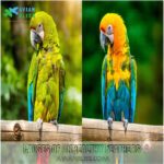 Signs Unhealthy Bird Feathers: Warning Signs Every Bird Owner Must Know
