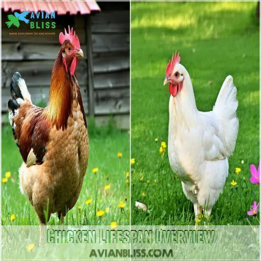 How Long Do Chickens Live? The Secret to Maximum Lifespan (2025 Guide)