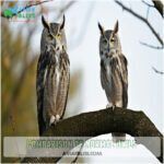 Featherless Owls: What They Look Like and Why They Lose Their Feathers