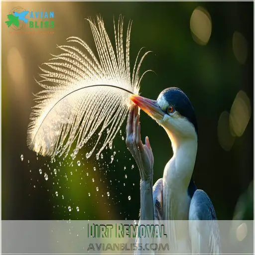 How to Preen Bird Feathers: 10 Expert Tips for Perfect Plumage | Care ...