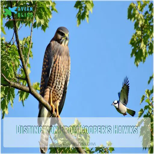 Sharp Shinned Hawk: