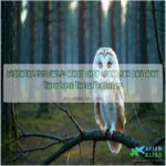 Featherless Owls: What They Look Like and Why They Lose Their Feathers