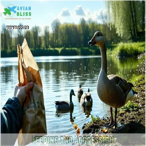 Are Geese Aggressive? Beware