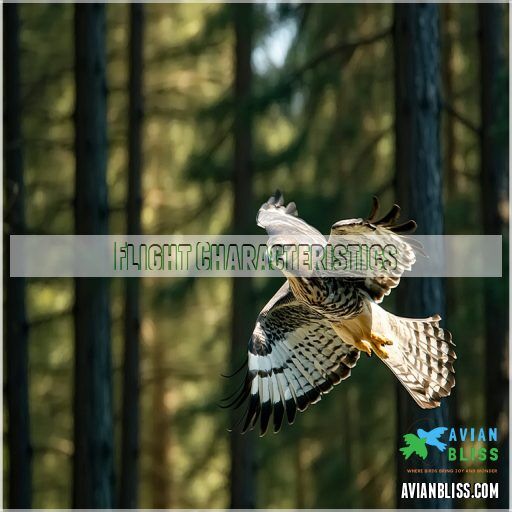 Sharp Shinned Hawk: