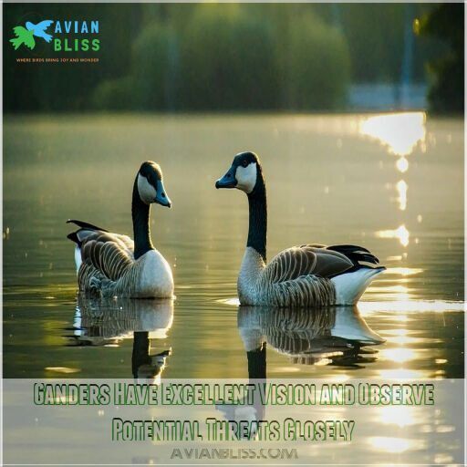 Are Geese Aggressive? Beware