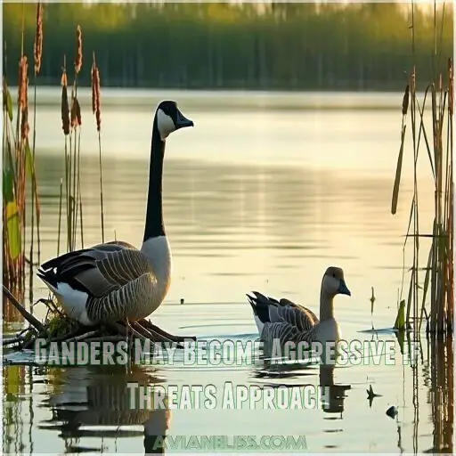 Are Geese Aggressive? Beware