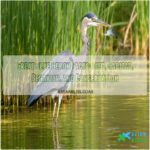Great Blue Heron Facts: Diet, Habitat, Behavior, and Conservation