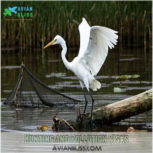 Bird Migration Habitat Conservation: Protecting Species and Vital Stopovers