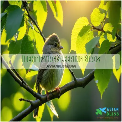 Do Birds Sleep Standing Up? Learn Their Amazing Sleep Adaptations!