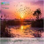 Bird Migration Tracking Methods: Modern Tools and Conservation Insights