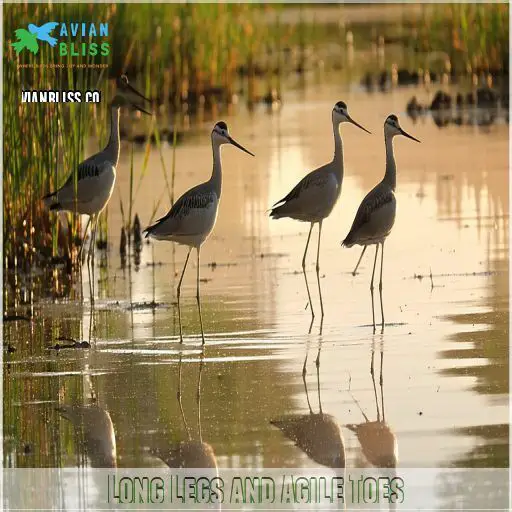 Wading Birds in Florida: Stunning Species and Their Wetland Habitats