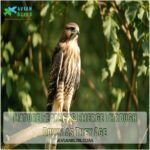 Baby Hawk Facts: Appearance, Feeding, and What to Do if You Find One