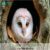 Featherless Owls: What They Look Like and Why They Lose Their Feathers