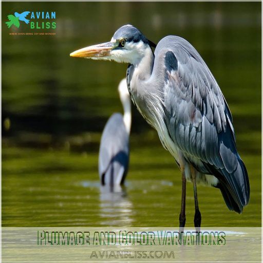 Great Blue Heron Facts: Diet, Habitat, Behavior, and Conservation