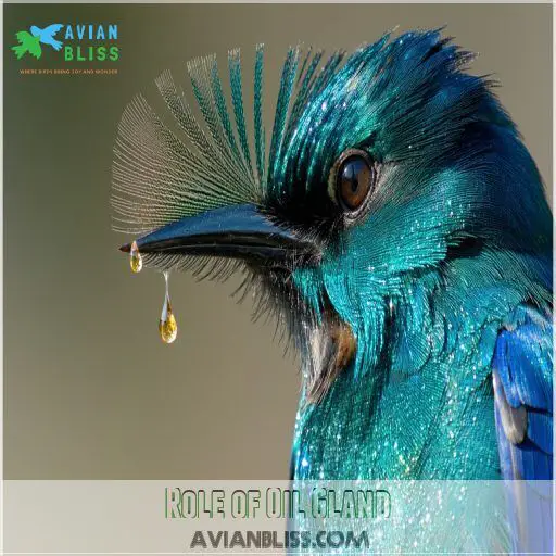 How to Preen Bird Feathers: 10 Expert Tips for Perfect Plumage | Care ...