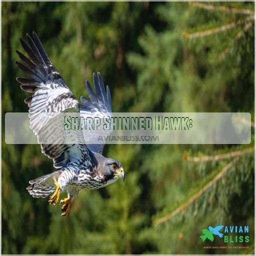 Sharp Shinned Hawk: