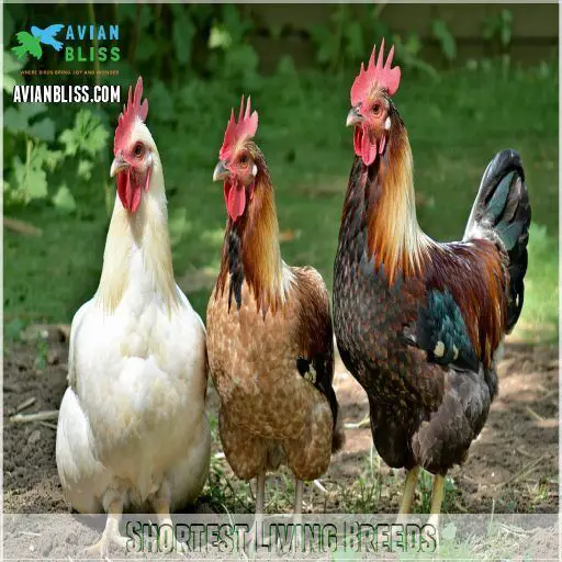 How Long Do Chickens Live? The Secret to Maximum Lifespan (2025 Guide)