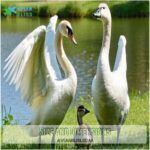 Swan Vs Goose: What's Difference?