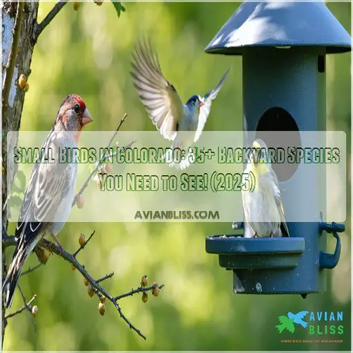 Small Birds in Colorado: 35+ Backyard Species You Need to See! (2025)