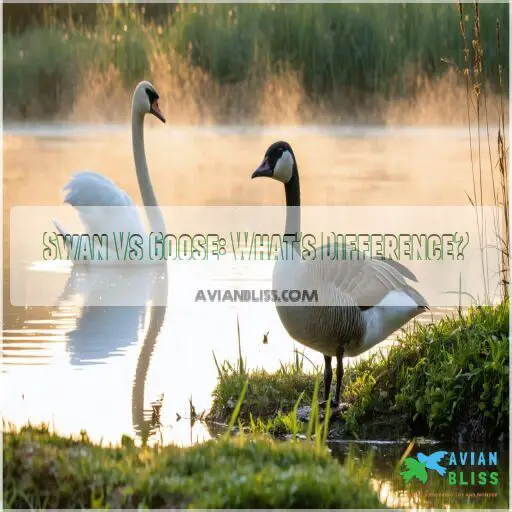Swan Vs Goose: What's Difference?
