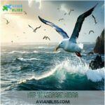 Birds With Largest Wingspan: Meet Nature's Soaring Giants