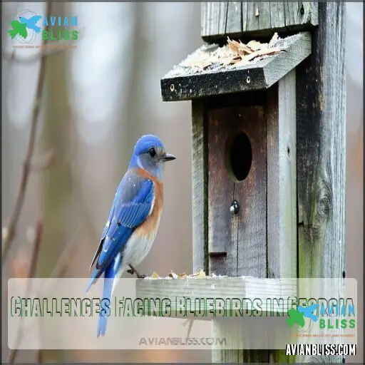 Blue Birds in Georgia: Habitats, Nesting, and How to Attract Them