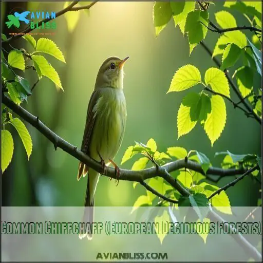 What Kind of Birds Chirp in The Morning? A Guide to Early Singers