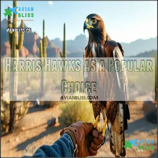 Trained Hawk Cost: Everything You Need to Know About Prices and Care