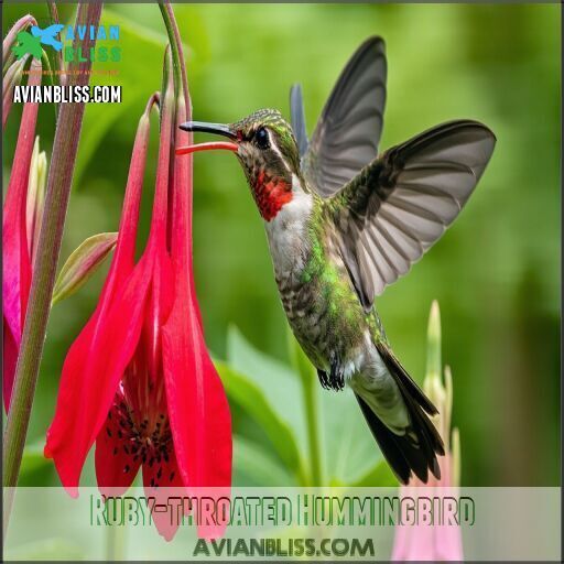 Hummingbirds Texas: Top 8 Species You'll Love to See in 2025!