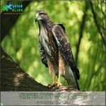 Trained Hawk Cost: Everything You Need to Know About Prices and Care