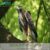 Trained Hawk Cost: Everything You Need to Know About Prices and Care