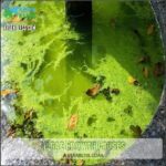 Bird Bath No Algae Growth: Tips to Keep It Clean and Healthy