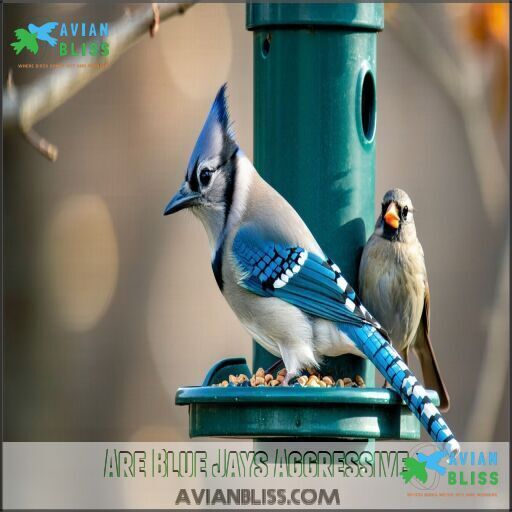 Are Blue Jays Aggressive Birds? The Truth About These Bold Backyard Bullies