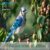 Are Blue Jays Corvids? Fascinating Facts About These Intelligent Birds