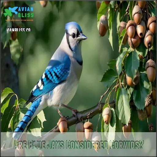 Are Blue Jays Corvids? Fascinating Facts About These Intelligent Birds