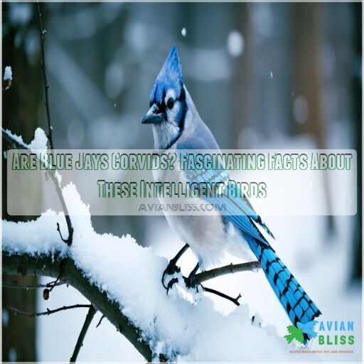 Are Blue Jays Corvids? Fascinating Facts About These Intelligent Birds