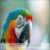 Beak Trimming for Birds: Pain-Free Techniques Every Owner Should Know