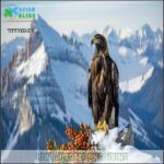 Mountain Bird Habitats: 27 Stunning Species That Thrive at High Altitudes